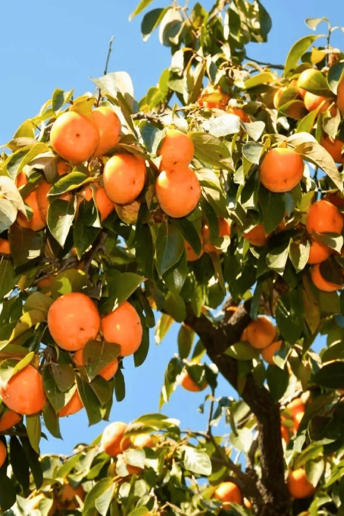 TÜPLÜ Trabzon Cennet Hurma Fidanı I Çermik Fidancılık